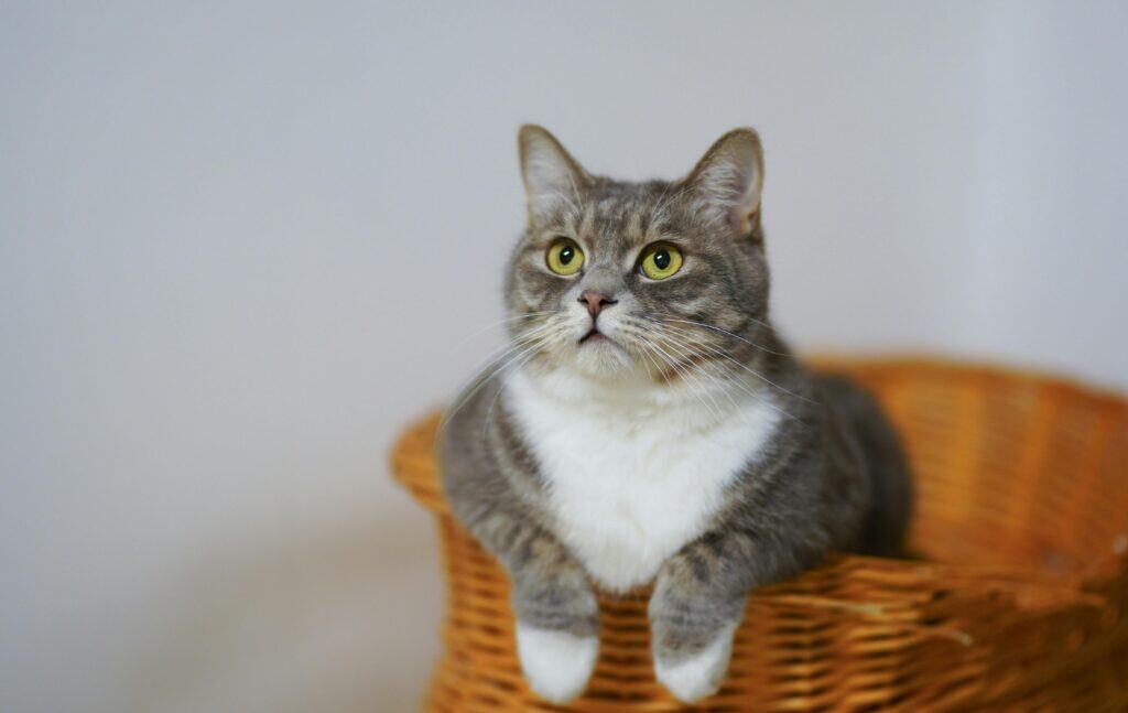 10 Household Cat Deterrents That Actually Work - June 2026