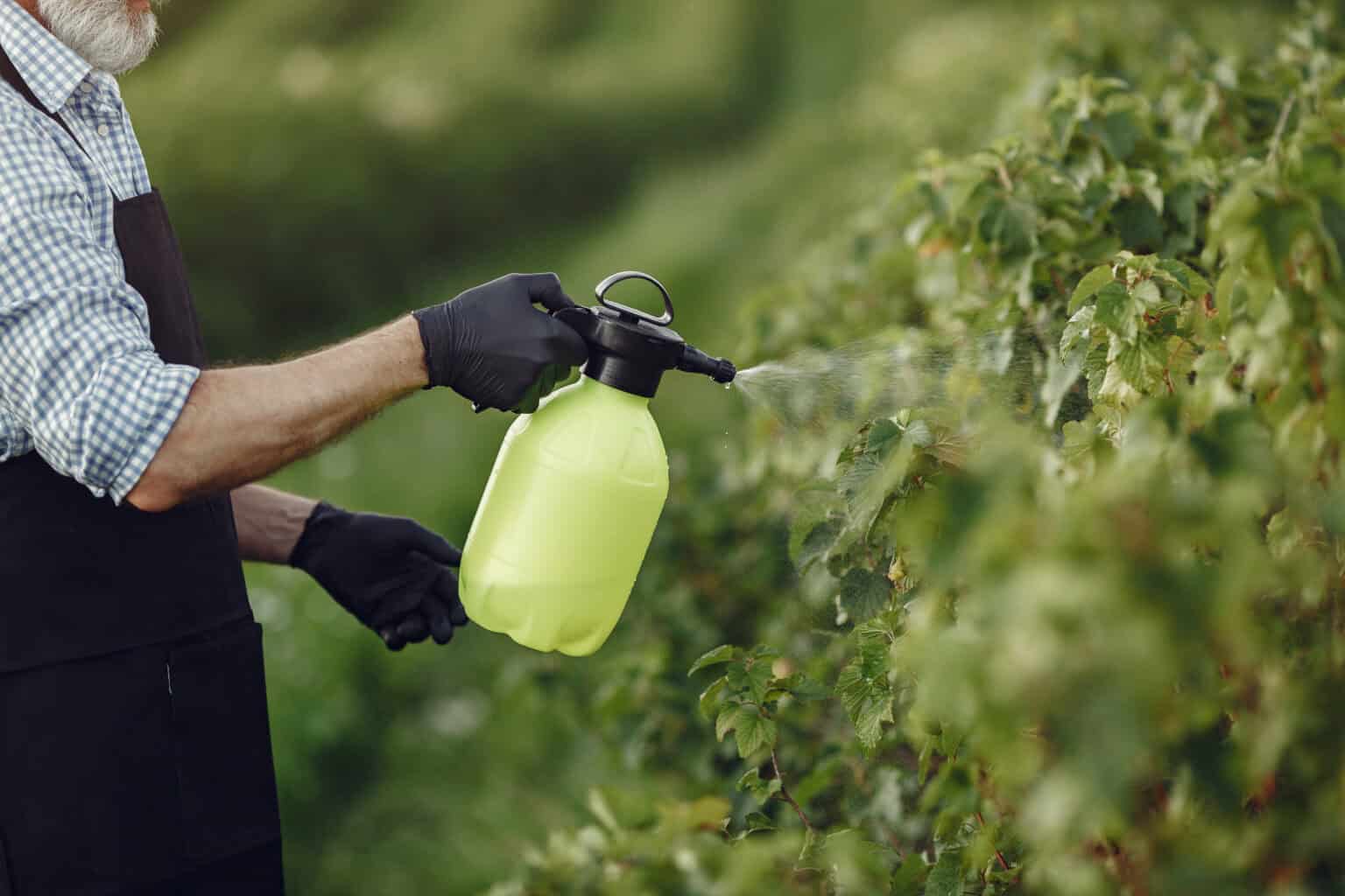 Vinegar to Kill Weeds: Natural Garden Solution - June 2026